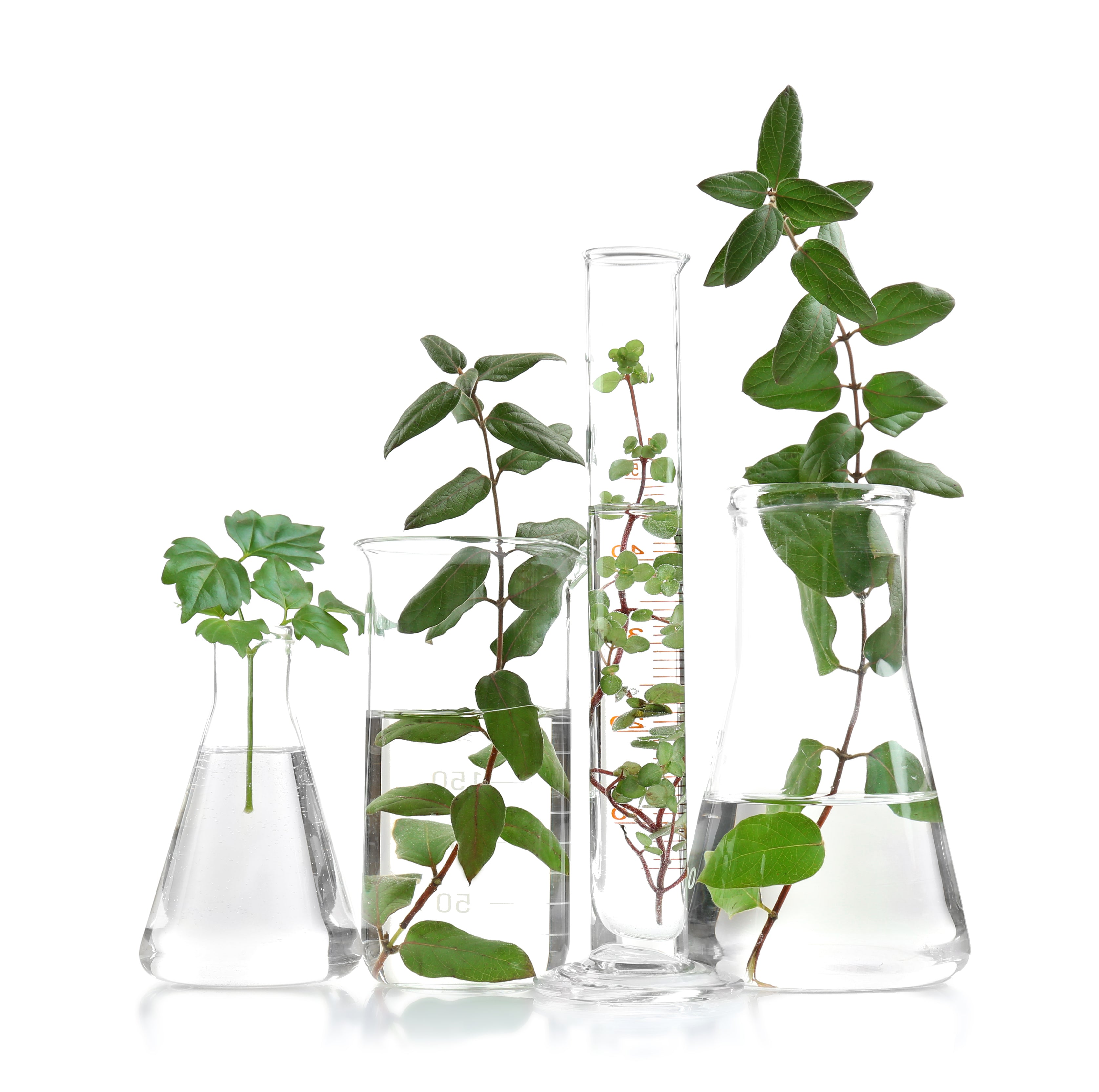 LES Labs - Life-Enhancing Dietary Supplements Online Store – LES Labs Inc
